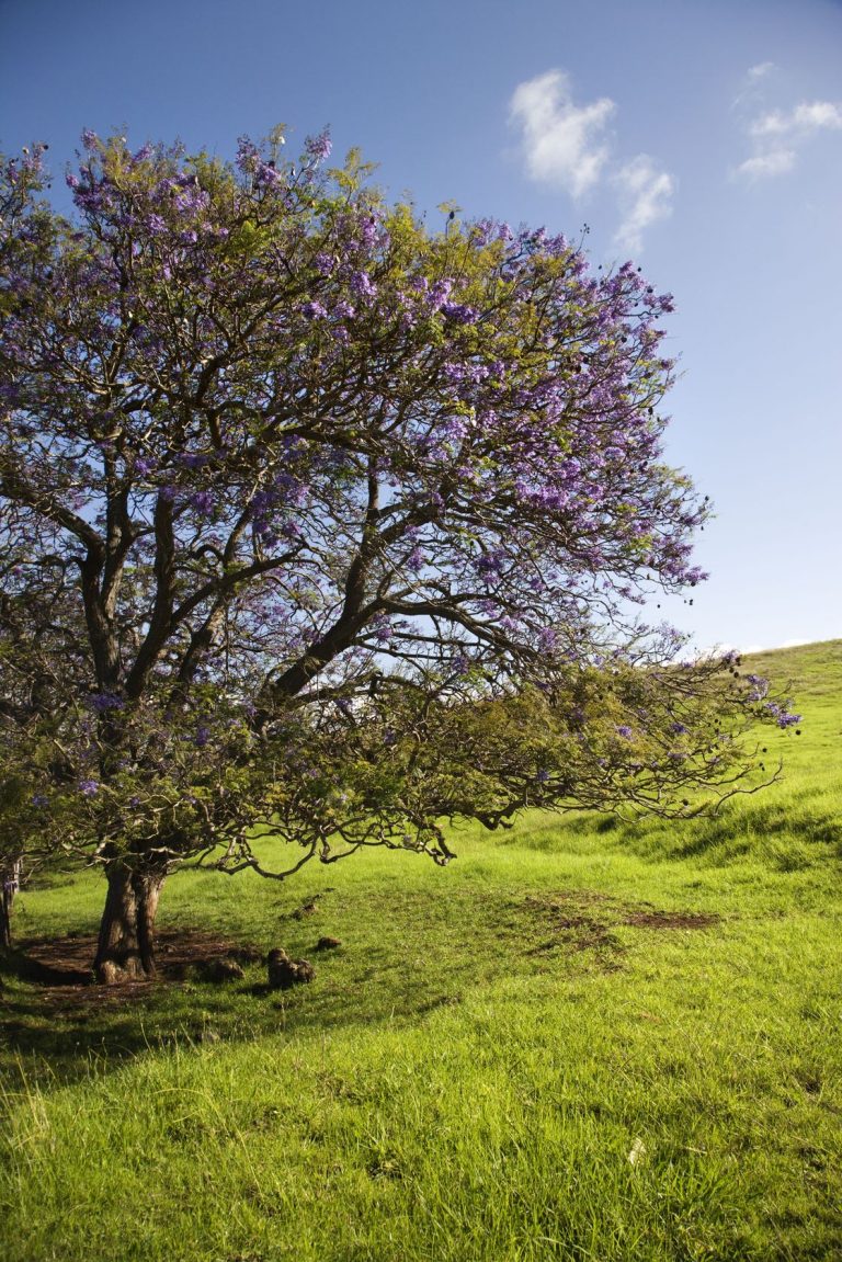 The Beauty of Summer Flowering Trees — Ranch & Coast Magazine