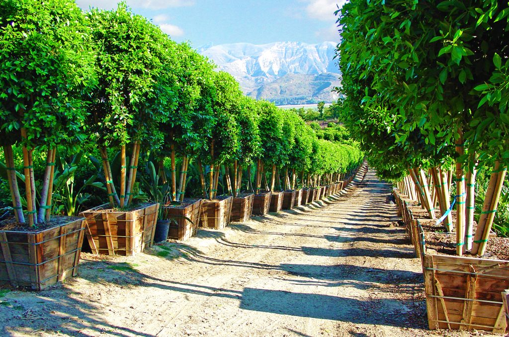 A Natural Screen — Ranch & Coast Magazine