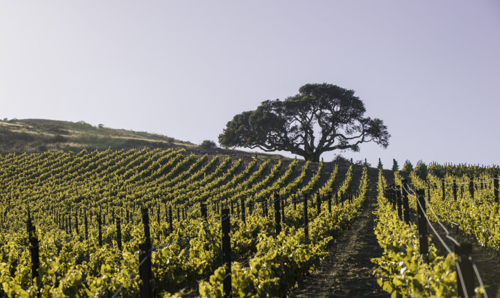 The Natural — Ranch & Coast Magazine