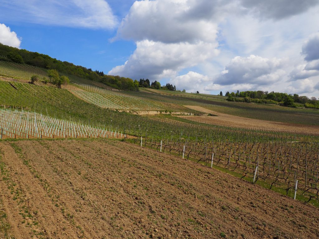 Rethinking Riesling — Ranch & Coast Magazine