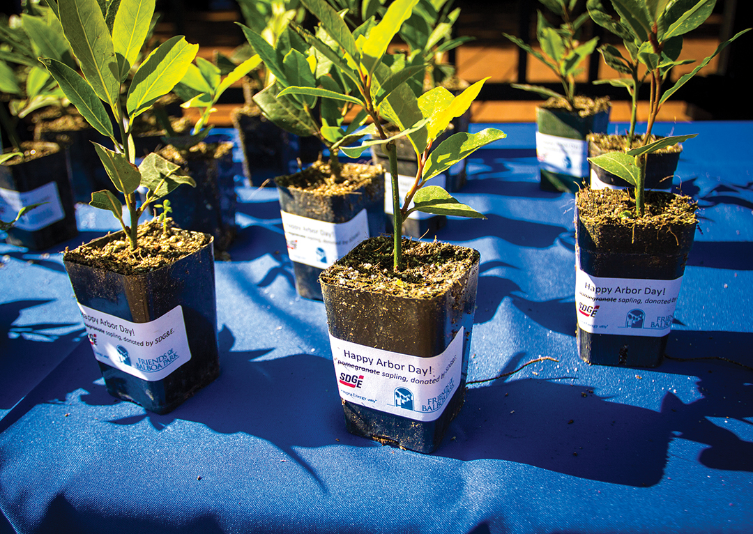 Friends of Balboa Park unveil Moreton Bay Fig Tree — Ranch & Coast Magazine