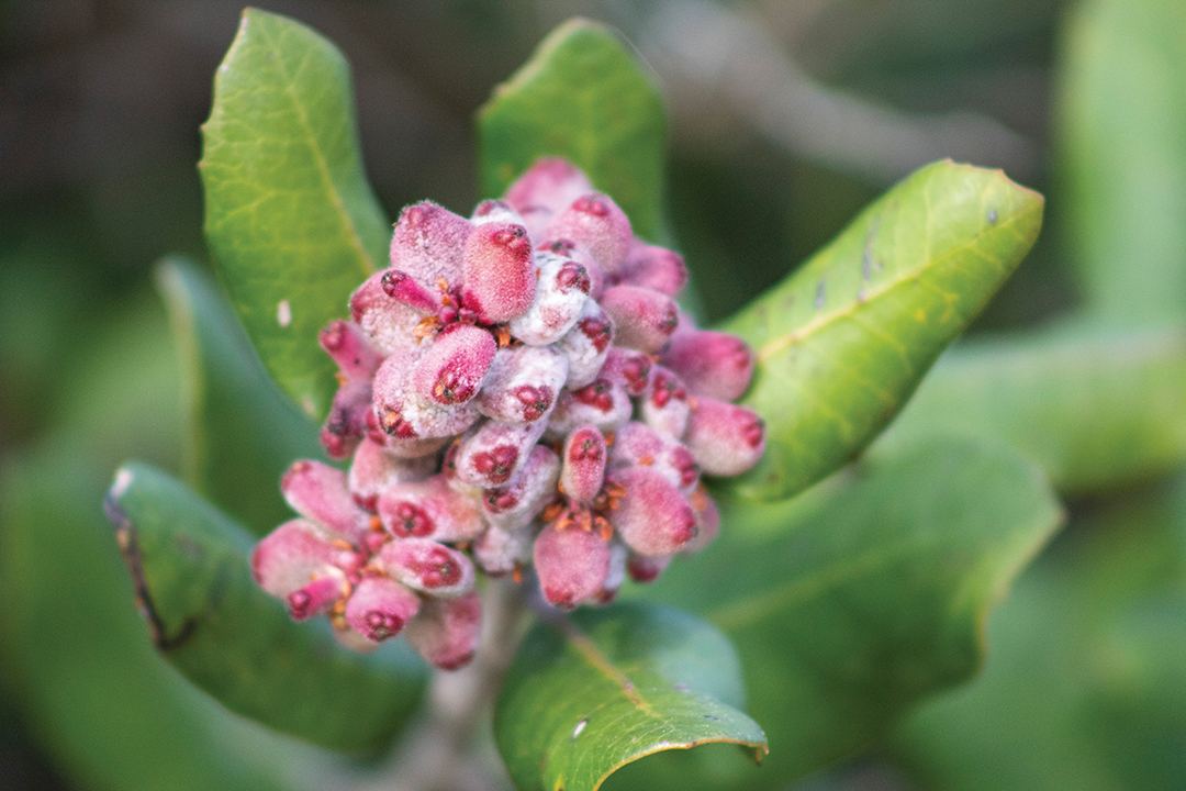 Groundbreaking Traditional Medicine Research Launches in Encinitas ...