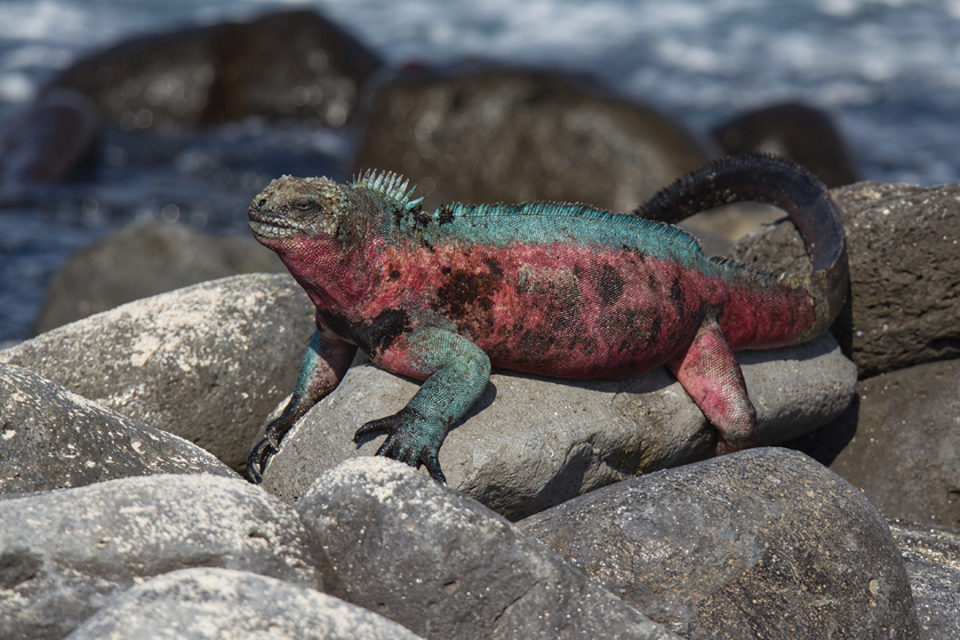 Explore the wonders of the Galápagos Islands — Ranch & Coast Magazine