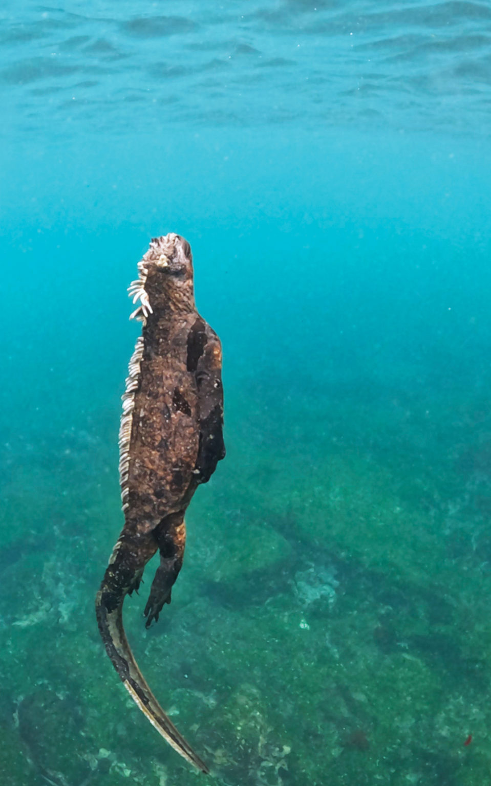 Explore the wonders of the Galápagos Islands — Ranch & Coast Magazine