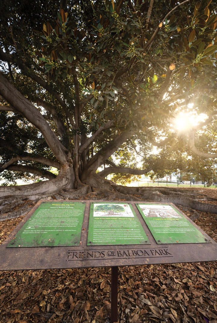 Balboa Park’s Botanical Building Reopens — Ranch & Coast Magazine