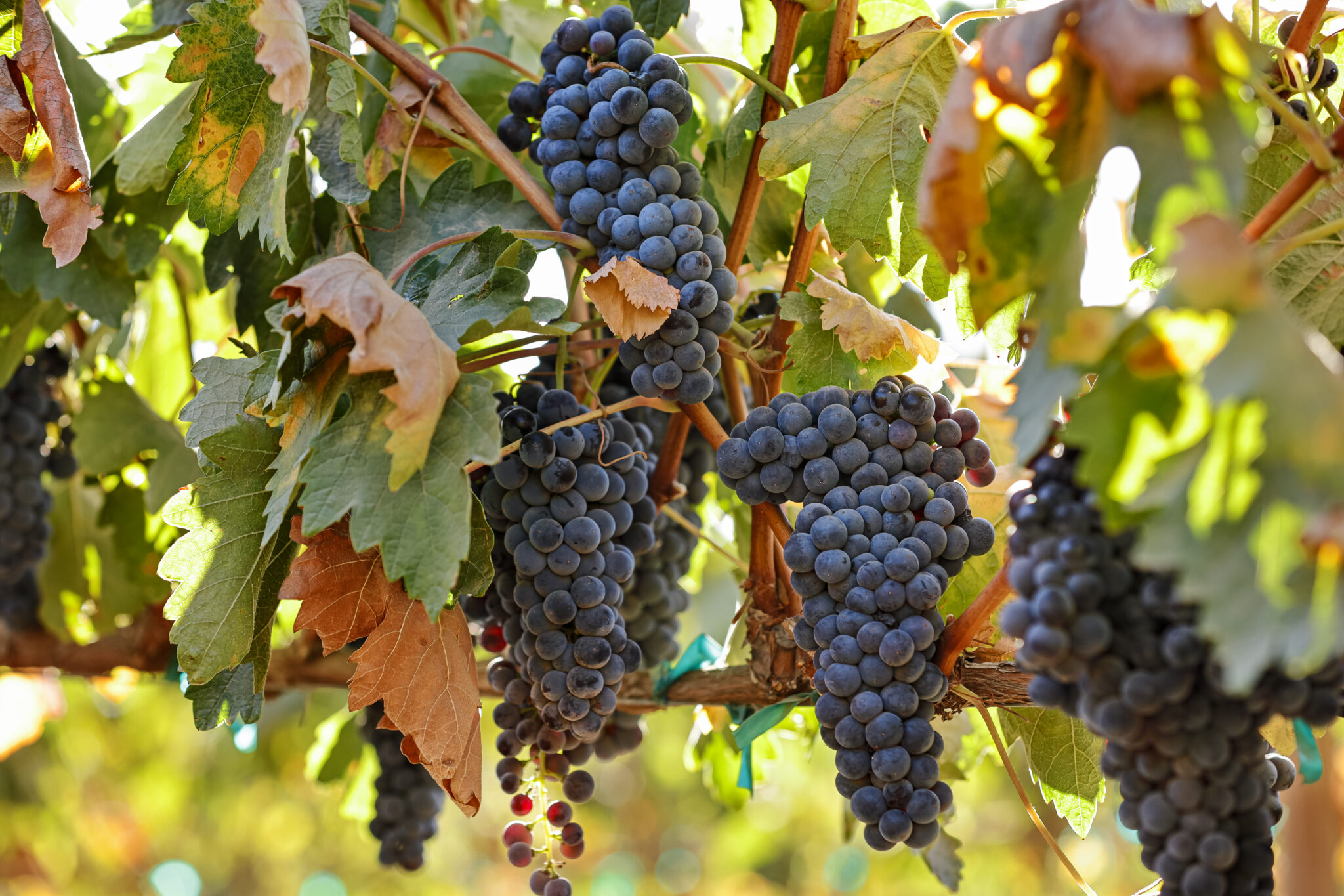 Bella Union Winery unveils stunning redesign in Napa Valley — Ranch ...